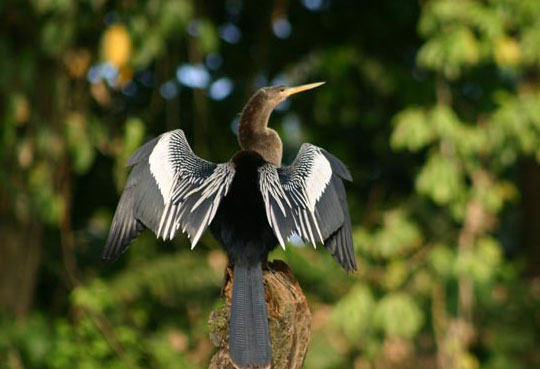 Recaudó Palo Verde ¢116 millones en campaña - Periodico La República