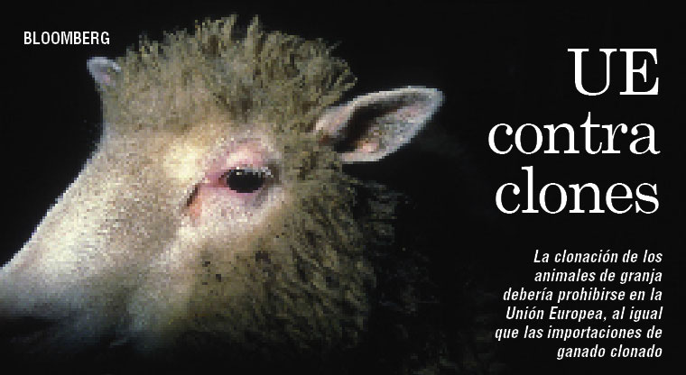 UE prohibiría clonar animales y vender carne de clon - Periodico La ...