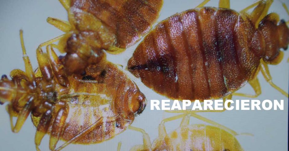 Chinches de cama reaparecen en Costa Rica después de 30 años ...