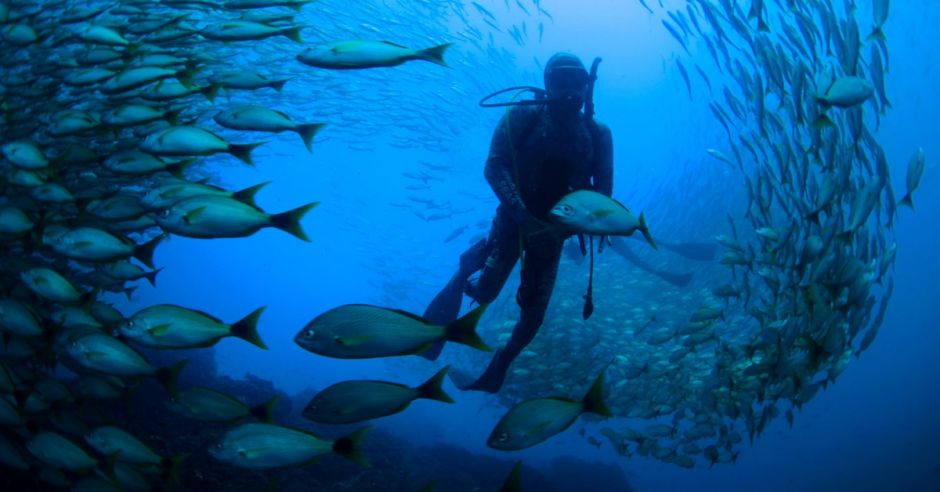 (VIDEO) Riqueza marina de Costa Rica protagoniza documental de National ...