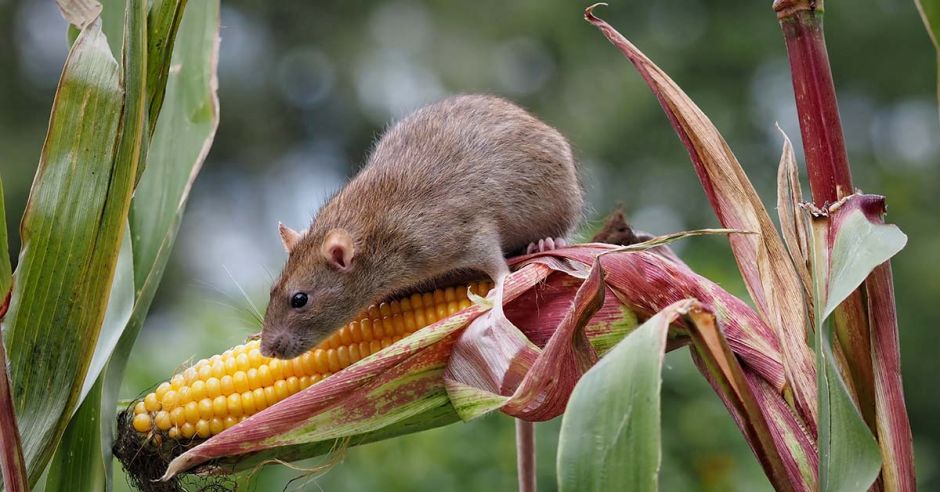 Alerta por el aumento de ratas de campo en las regiones Chorotega y ...