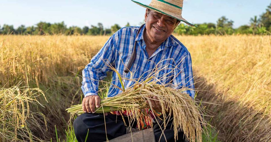 Arroceros e industriales analizarán Ruta del Arroz y sus implicaciones ...