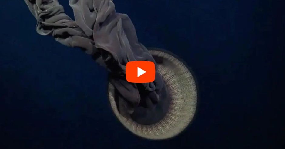 (Video) ¡Espectacular! Medusa Fantasma Gigante vista en aguas ticas durante expedición del ...