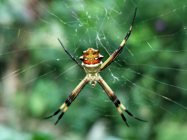 Reserva Oasis Reforestation: De tierras deterioradas a un vibrante ...