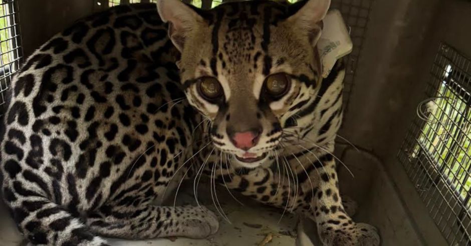 Después de dos años de rehabilitación, ocelote es liberado con éxito en ...