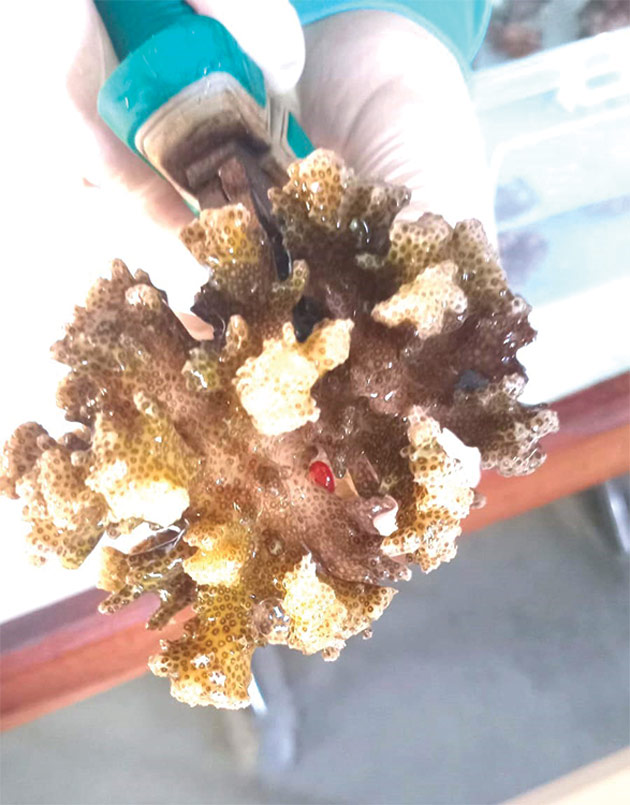 INA y UNED impulsan la recuperación de arrecifes de coral en Isla ...