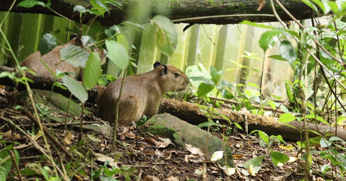 (Video) Rescate Wildlife Zoave intensifica esfuerzos para sanar ...