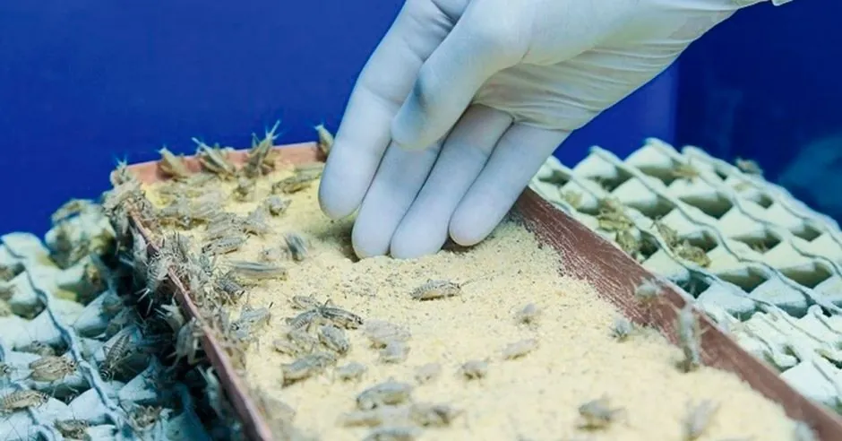 Granjas de insectos... una innovadora forma de emprender - Periodico La ...