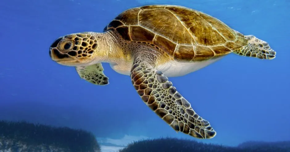 Pesca ilegal amenaza a tortugas verdes en época de reproducción ...