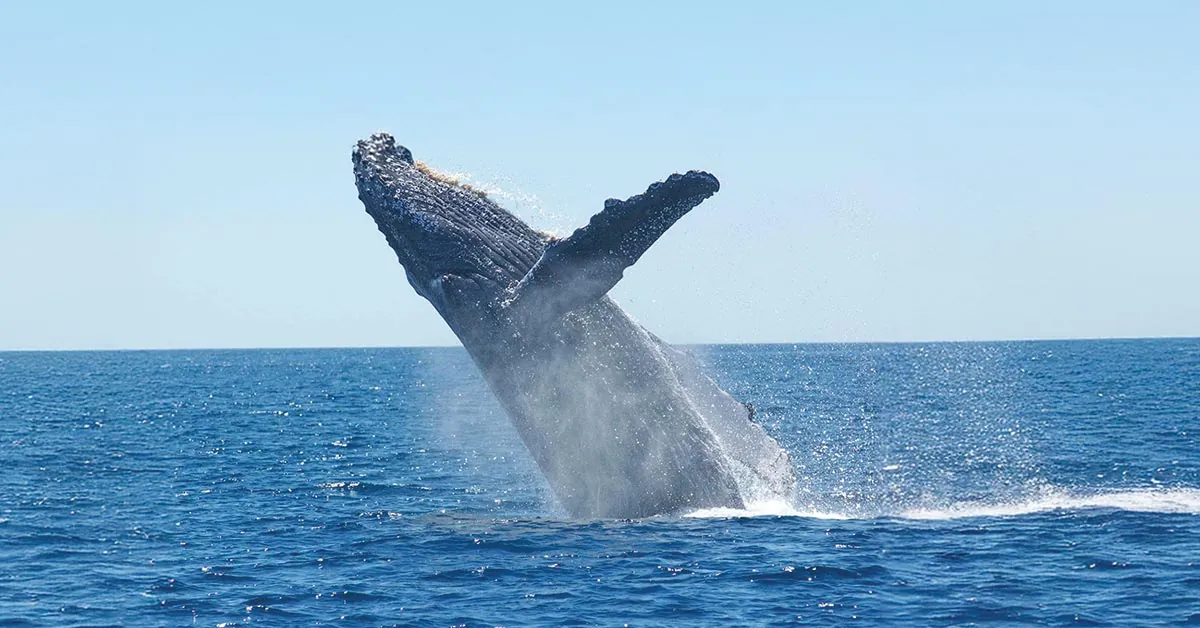 ¡Arranca la temporada de ballenas! Conozca aquí qué tours puede ...