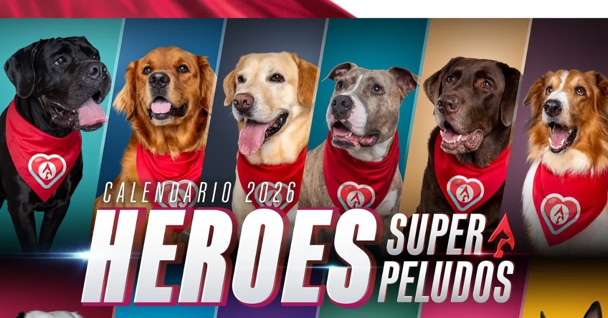 Calendario celebra a 12 perros héroes que donan sangre en Costa Rica ...
