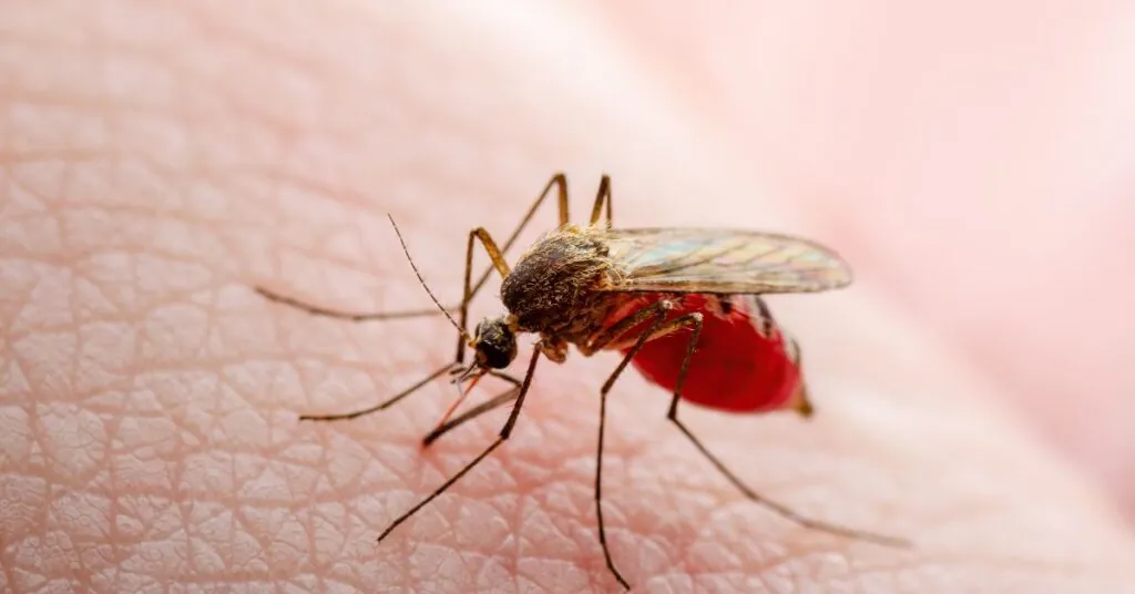 Todo lo que debe saber sobre la fiebre amarilla: ¿Qué es y cómo se ...